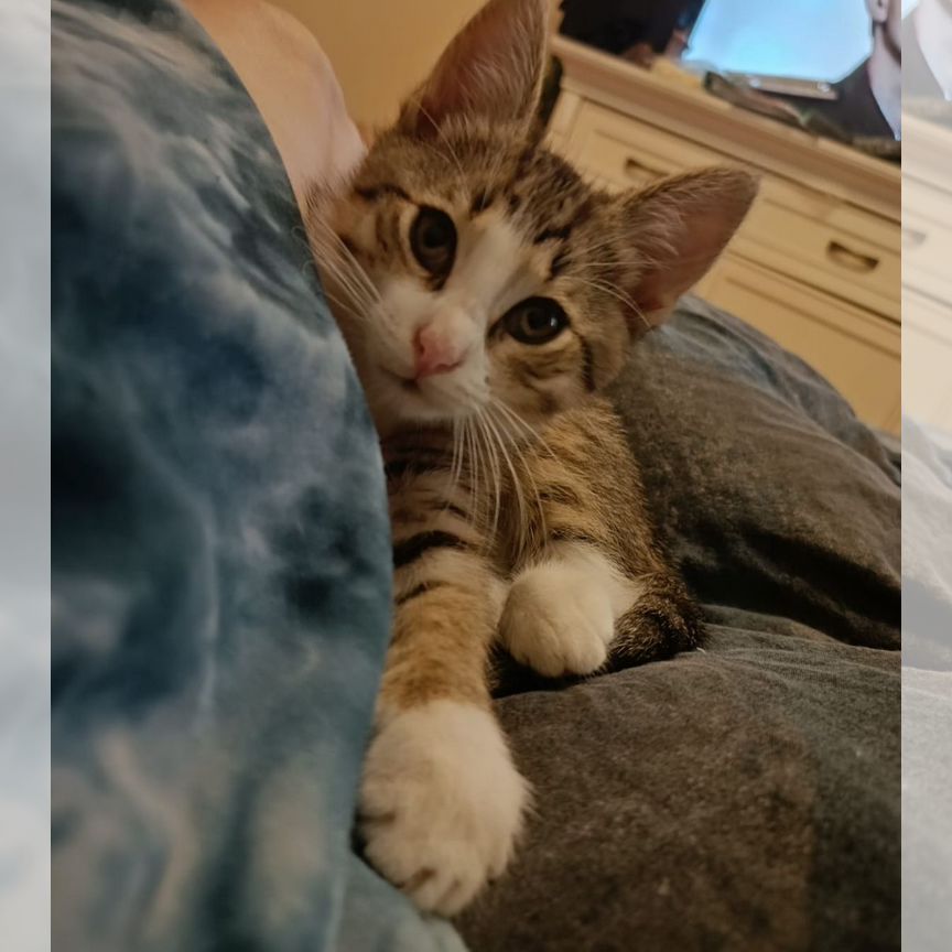 Котенок в поисках дома