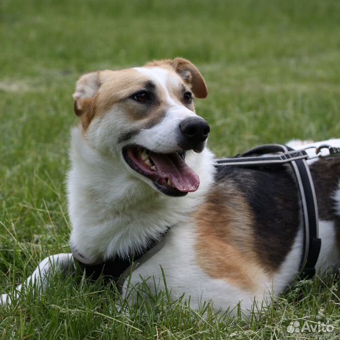 Добрый молоденький пёсик из приюта в добрые руки