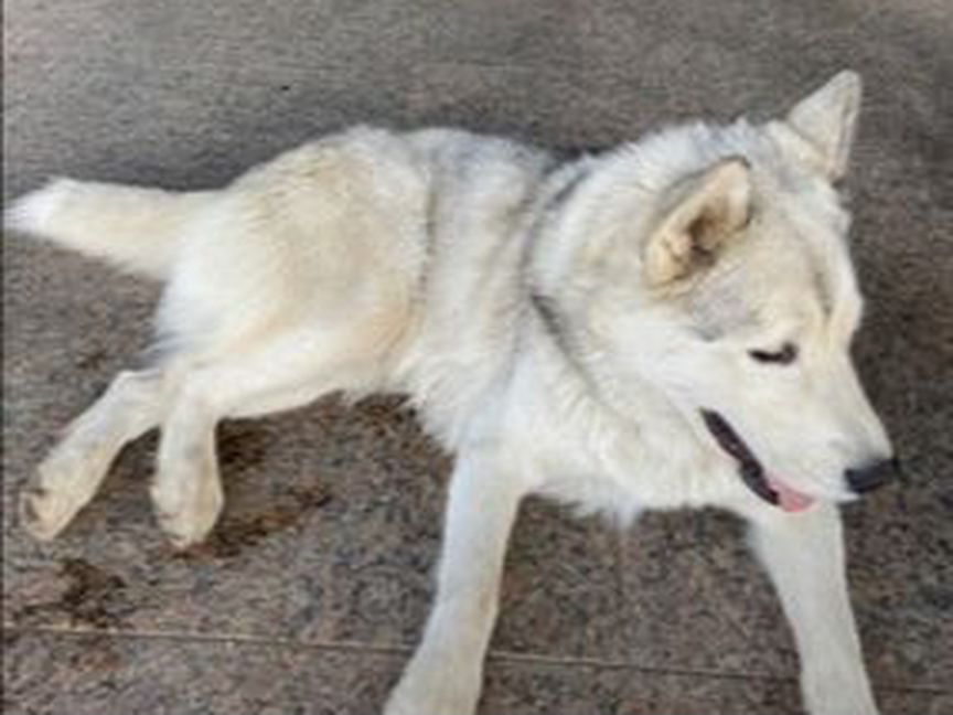 Помесь хаски и маламута