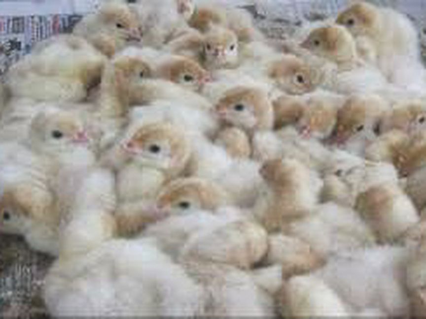 Индюшата суточные и подрощенные 1 и 2 недели