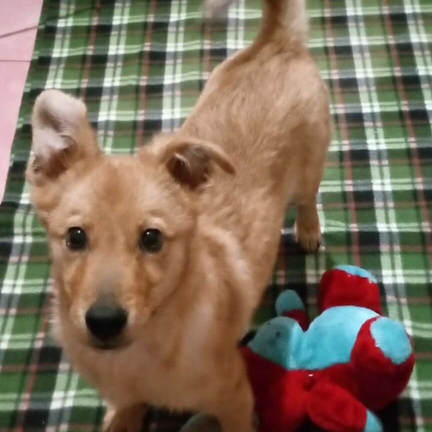 Фунтик ищет дом