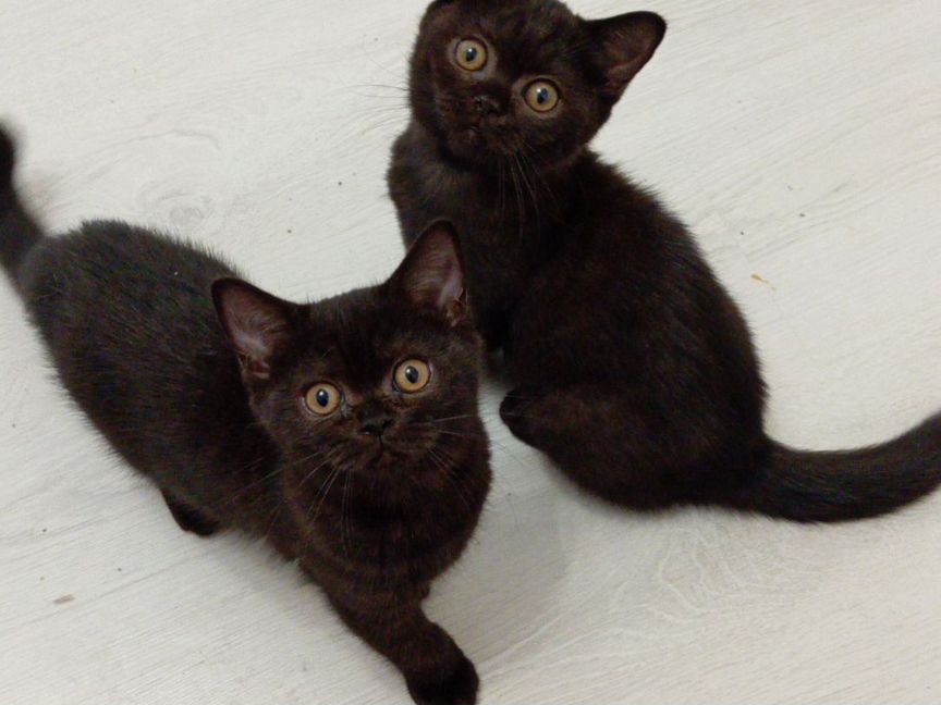 Котята чёрного окраса