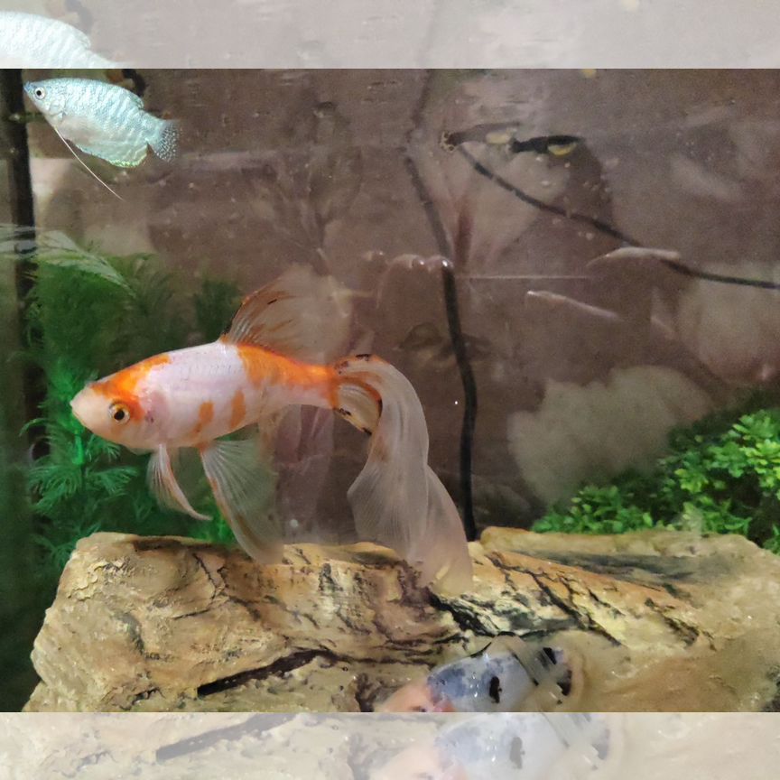 Аквариумные рыбки