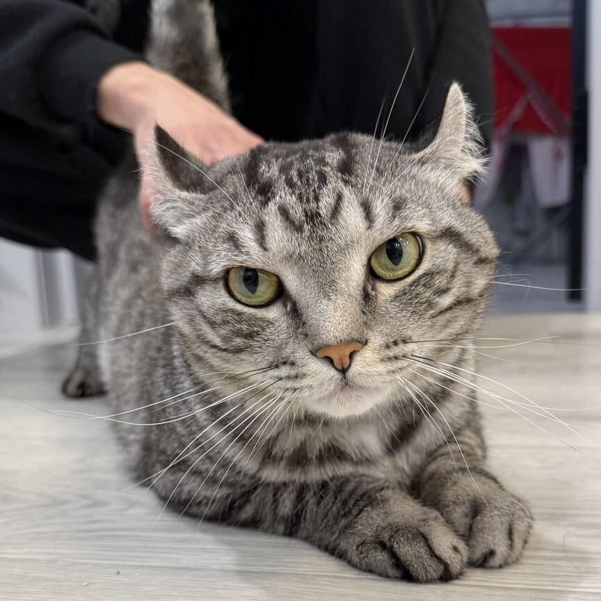 Американский короткошёрстный, взрослый кот