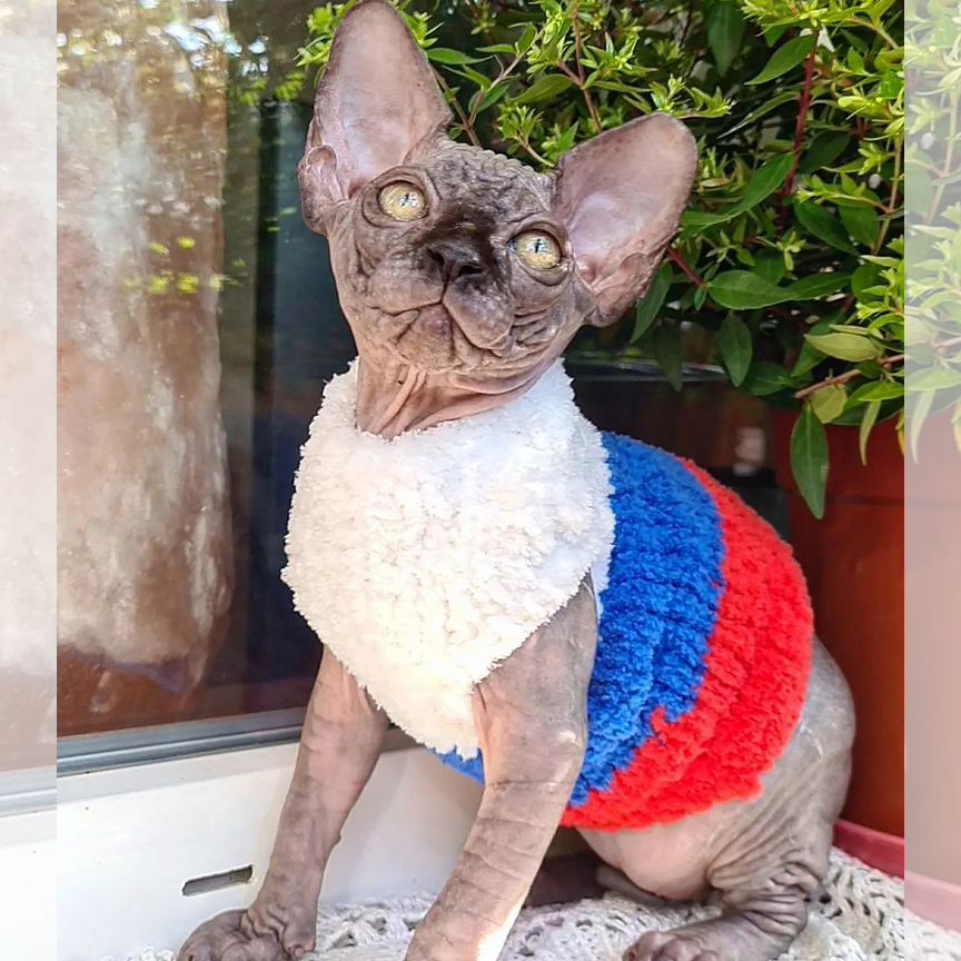 Малыш, канадец