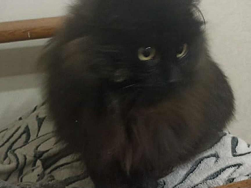 Котенок пушистый 6 месяцев