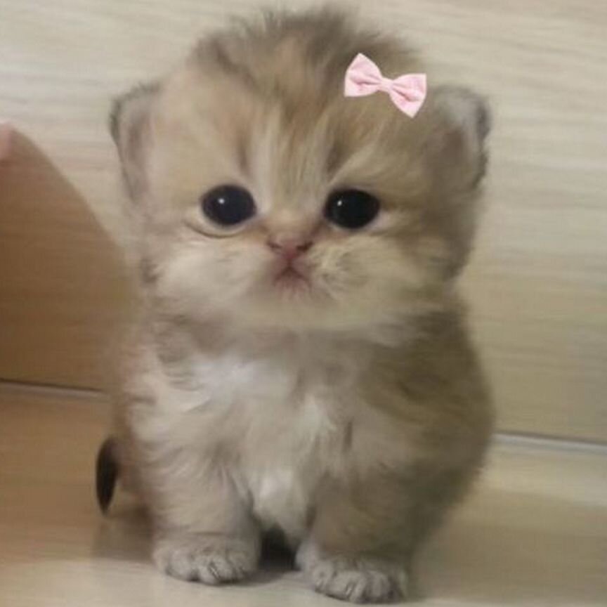 Шотландский вислоухий короткошёрстный котёнок