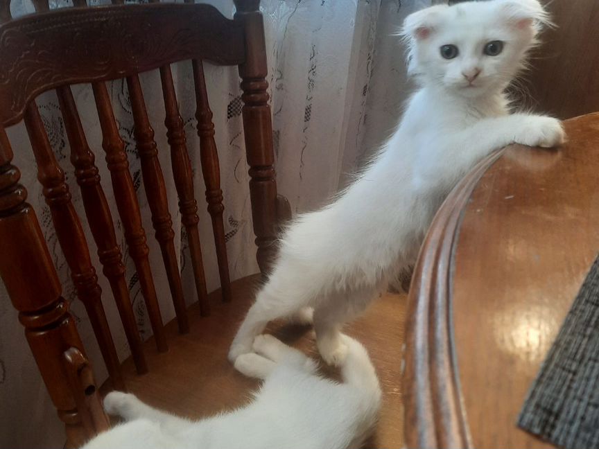 Котята Беллой ангоры