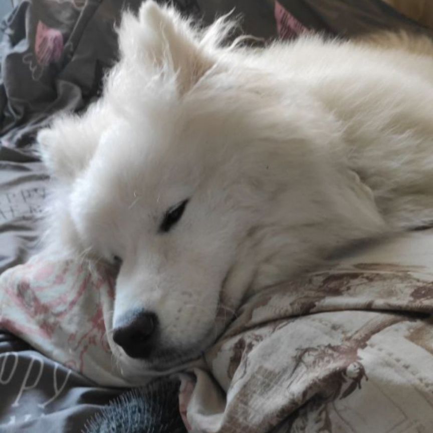 Самоед Гостик. В добрые руки