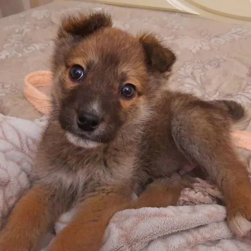 Щенок в добрые руки