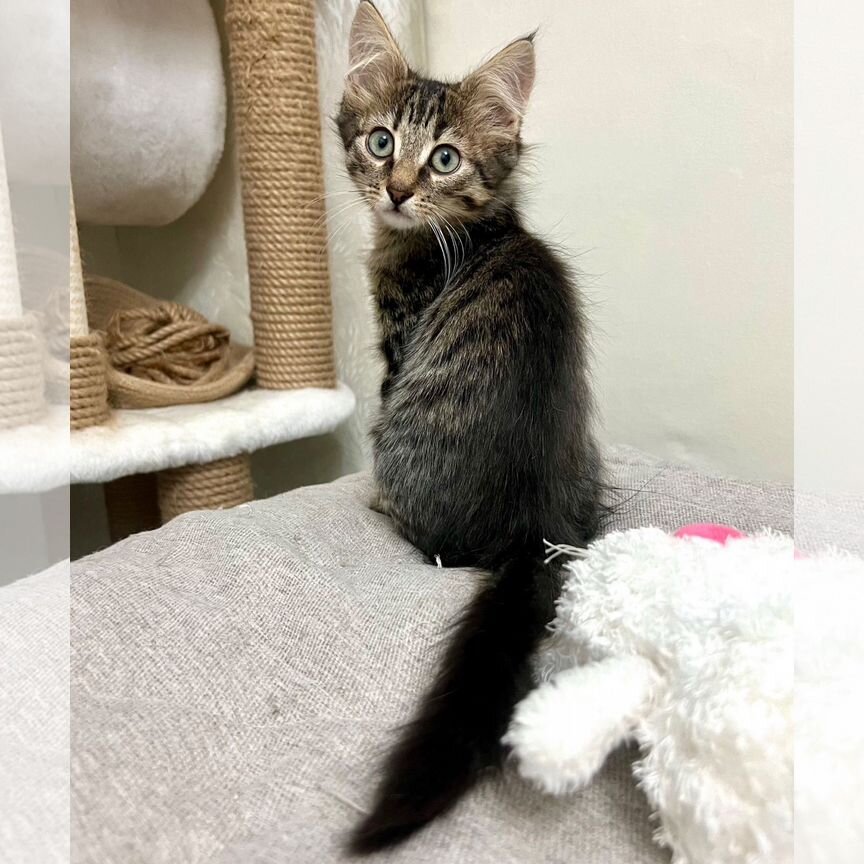 Котёнок в добрые руки