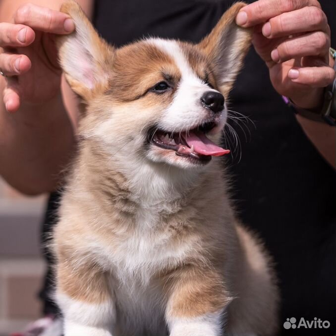 Продам щенят Вельш Корги Пемброк