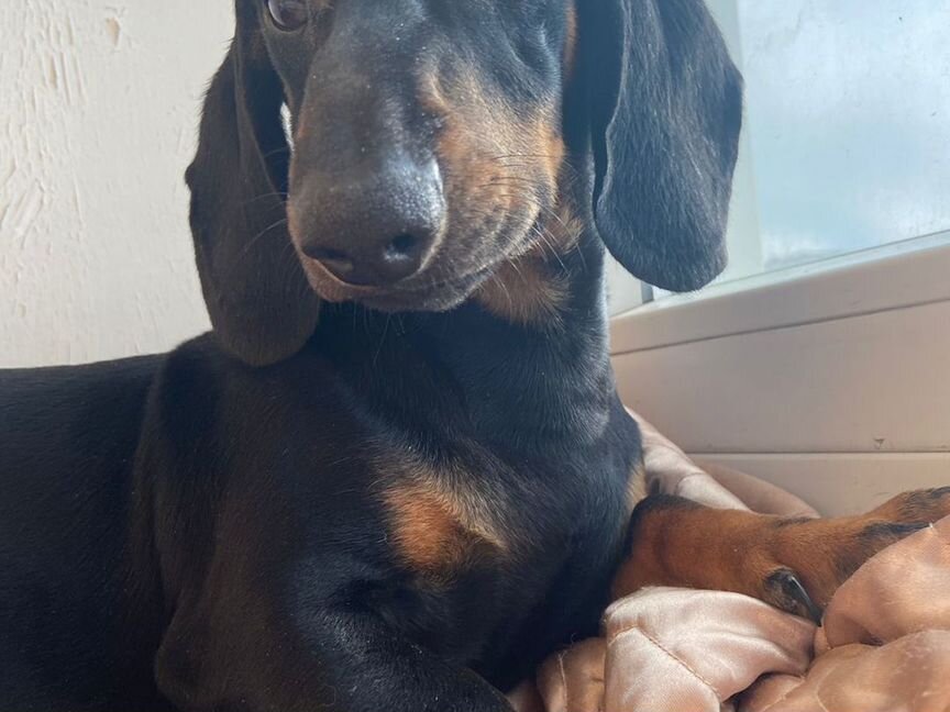 Такса кобель,6 месяцев (есть доставка)