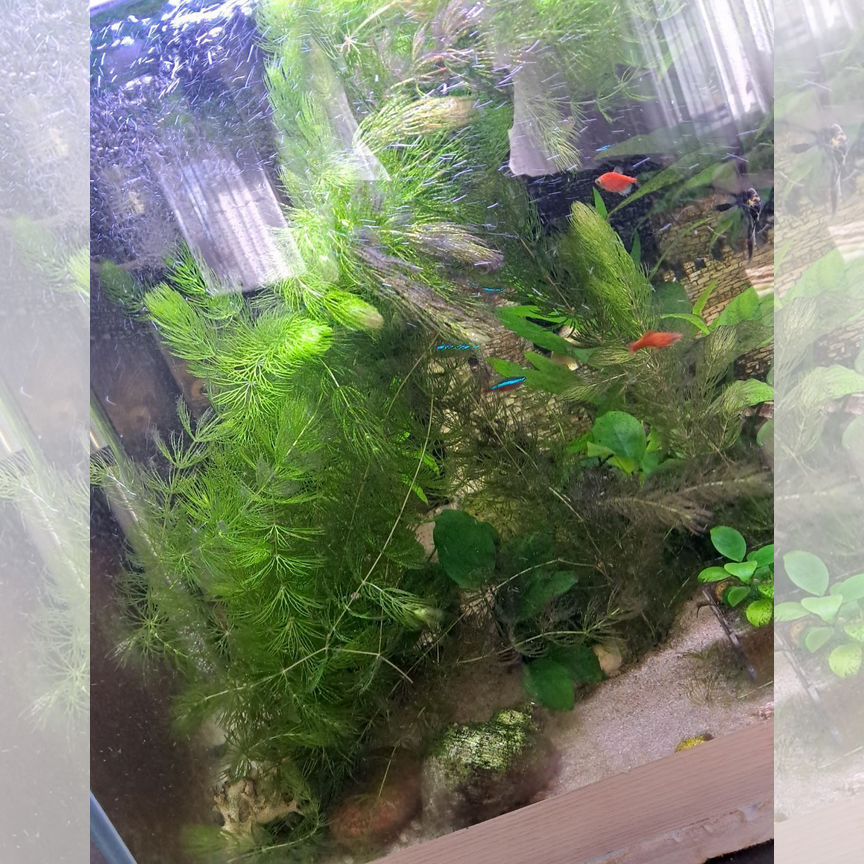 Роголистник в аквариум