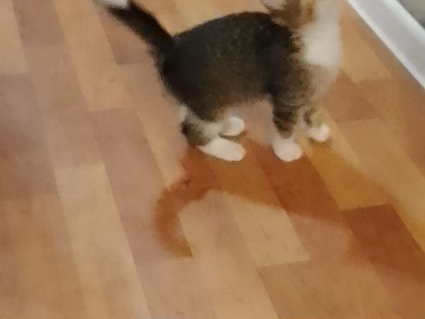 Котенок в добрые руки