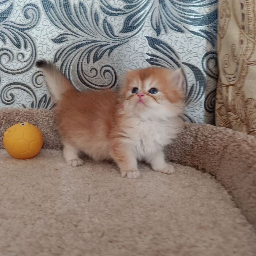Котята золотая шиншилла