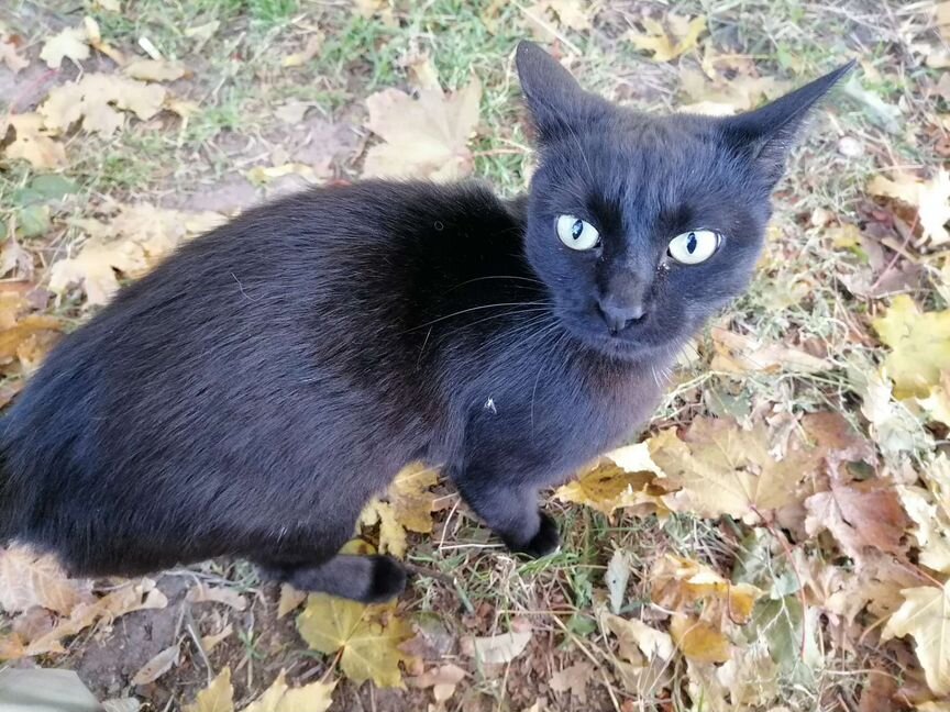 Кошечка с улицы ищет дом