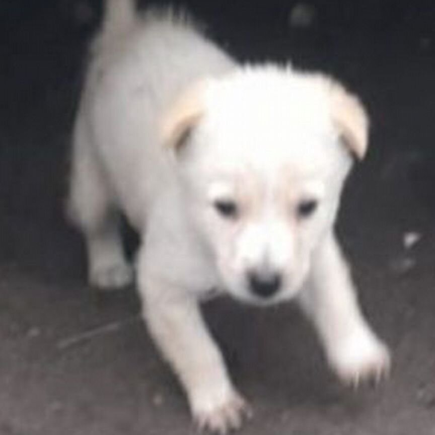 Щенок в добрые руки