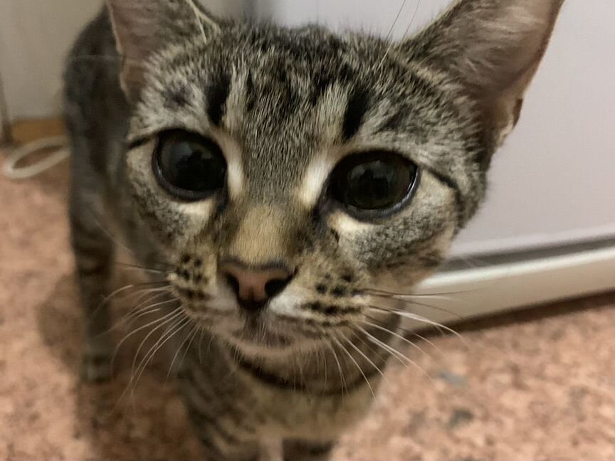 Кошка