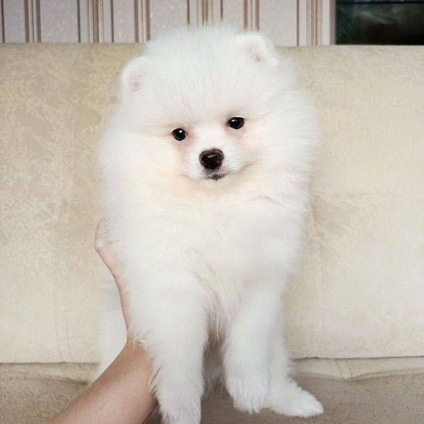 Щенки Шпица