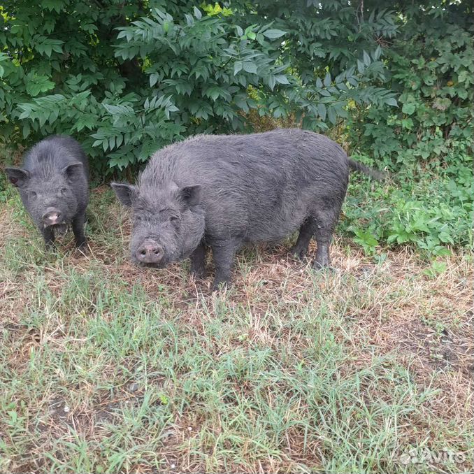 Вьетнамский хряк