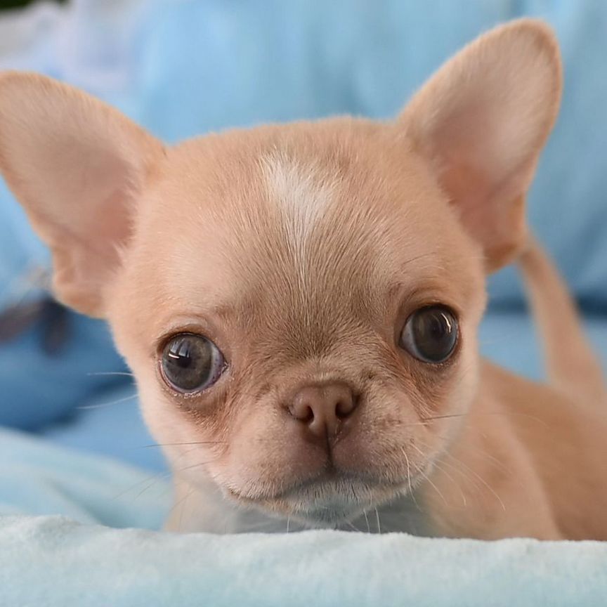 Двое из ларца