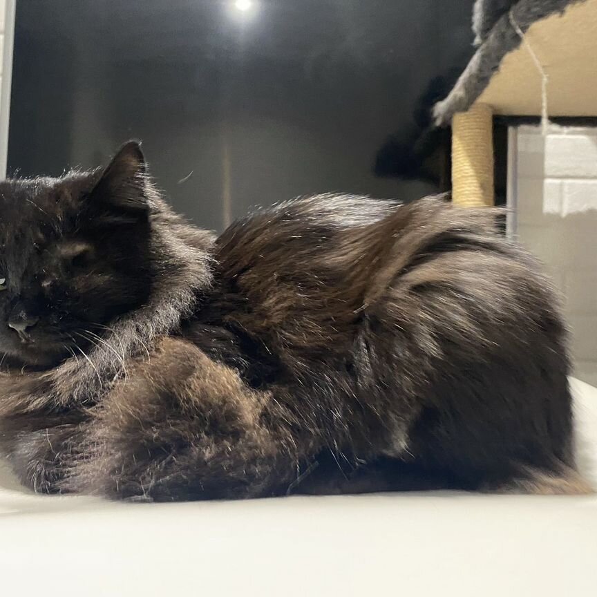 Котик молоденький 1,5 года очень нужен дом