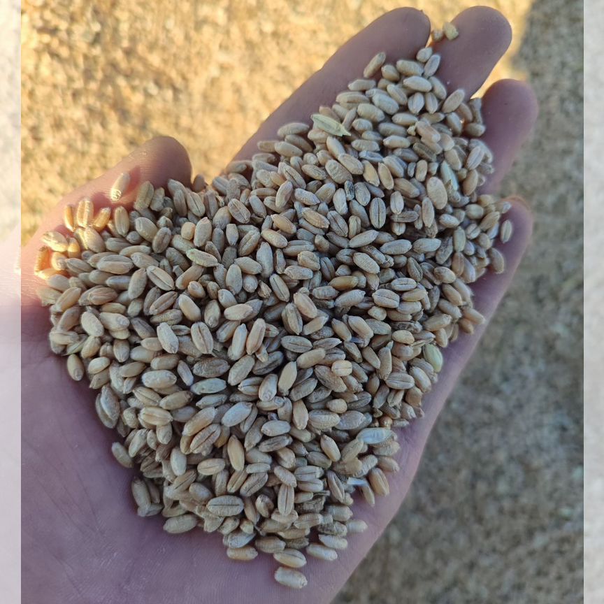 Пшеница мягкая