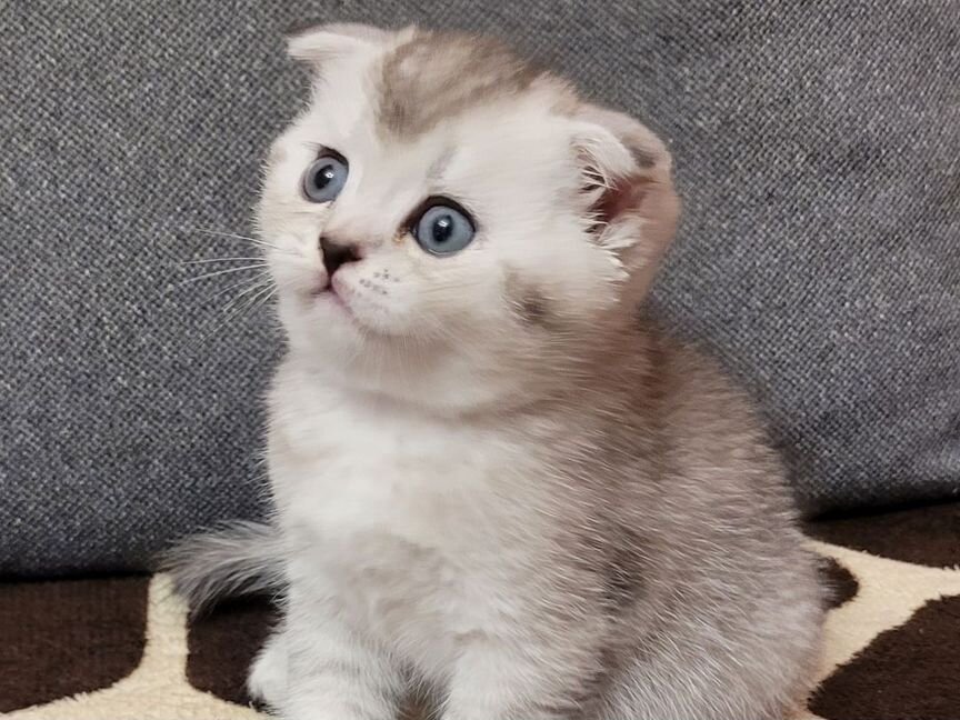 Шотландские котодетки