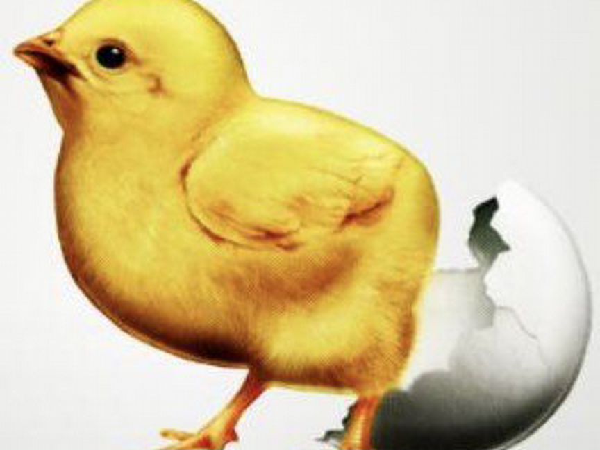 Цыплята бройлер суточные