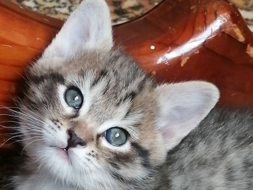 Котята в добрые руки бесплатно, приучены к лотку