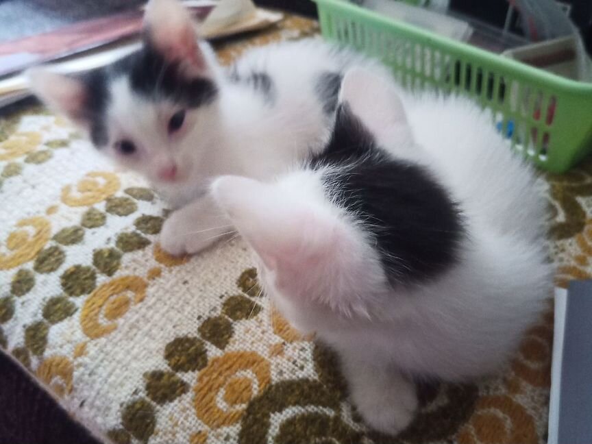 Котята в добрые руки