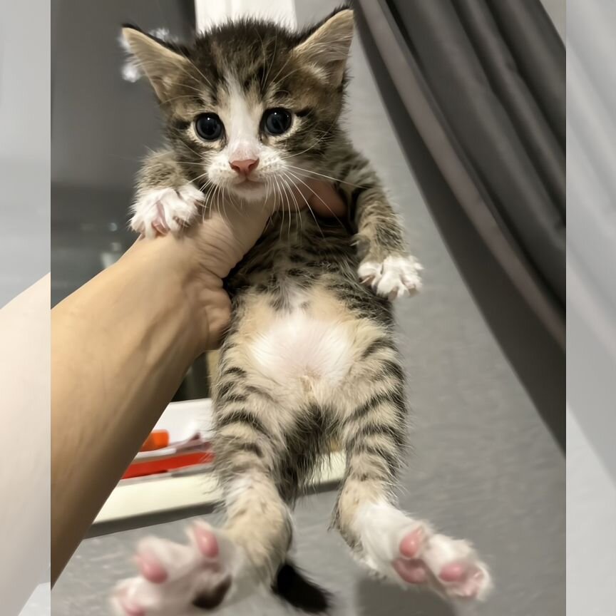 Котёнок в добрые руки