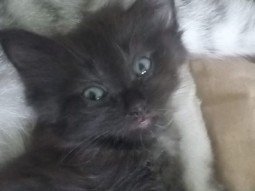 Отдам котёнка в добрые руки