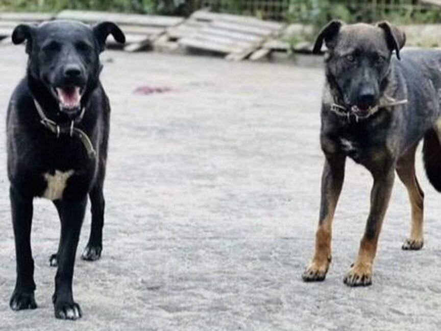 Собаки из пртбта ищут дом или передержку