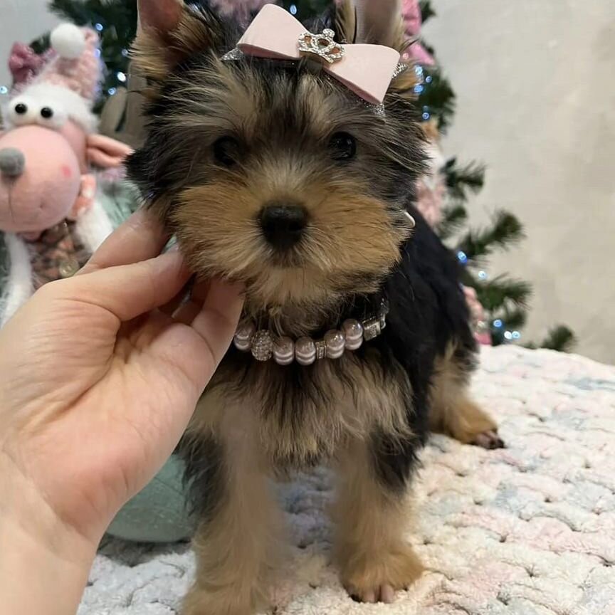 Йоркширский терьер, щенок