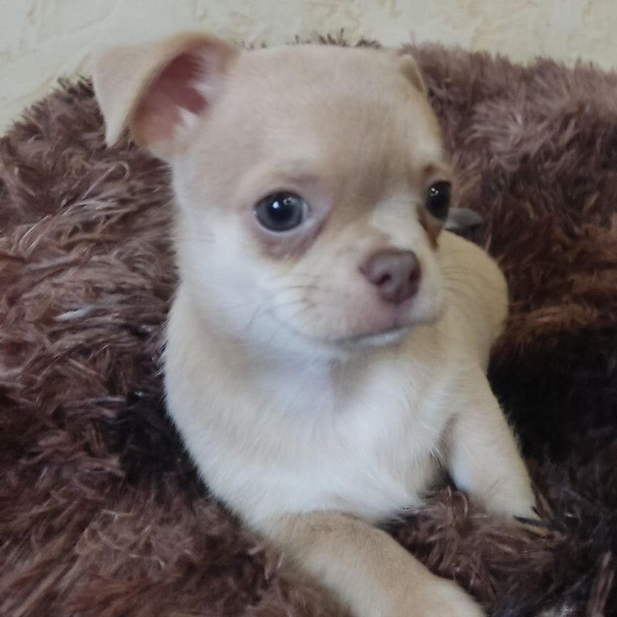 Щенки чихуахуа