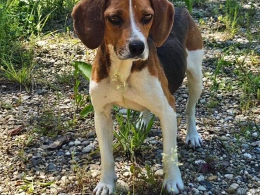 Бигль Ханна ищет дом