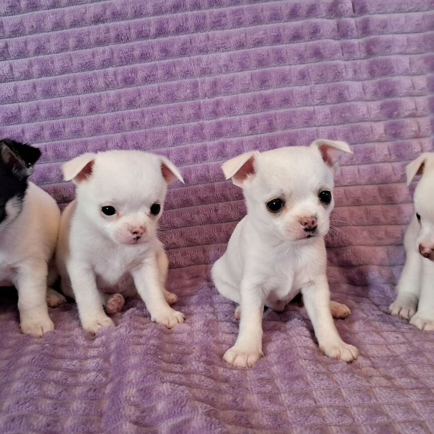 Чишки- малышки