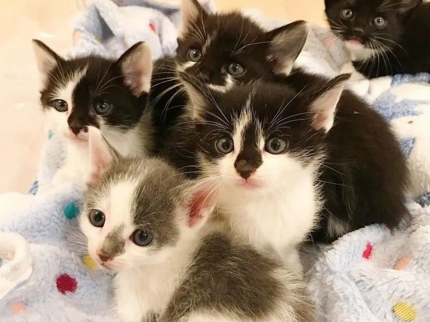 Котята в добрые руки