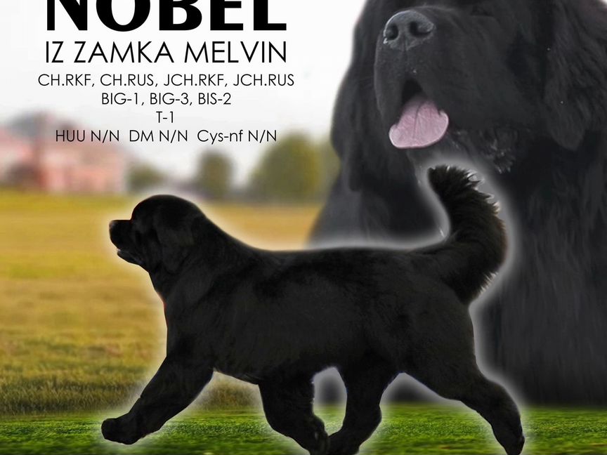 Ньюфаундленд для вязки