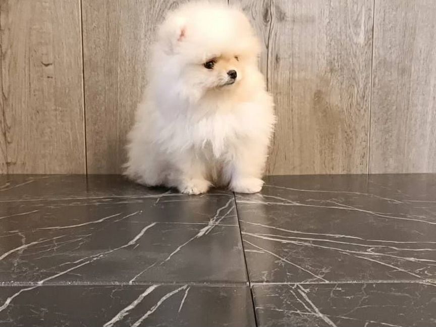 Щенята померанского шпица