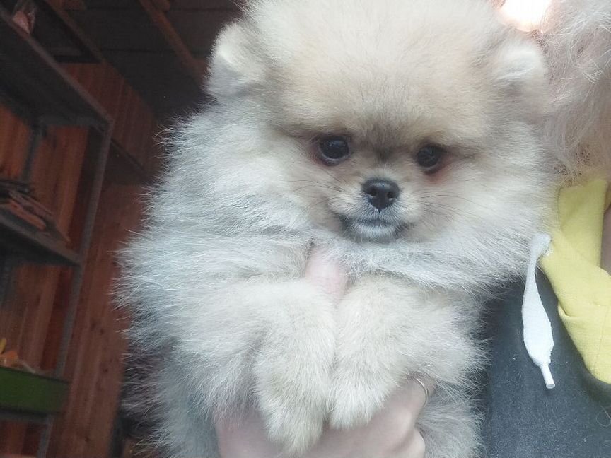 Померанский шпиц мальчик медвежонок