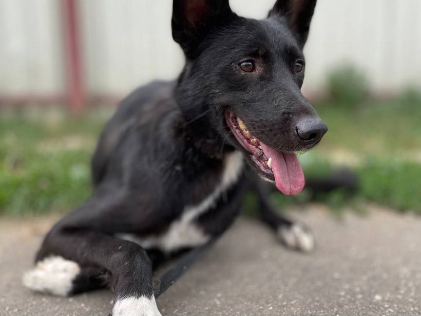 Пёс Брайан в добрые руки из приюта