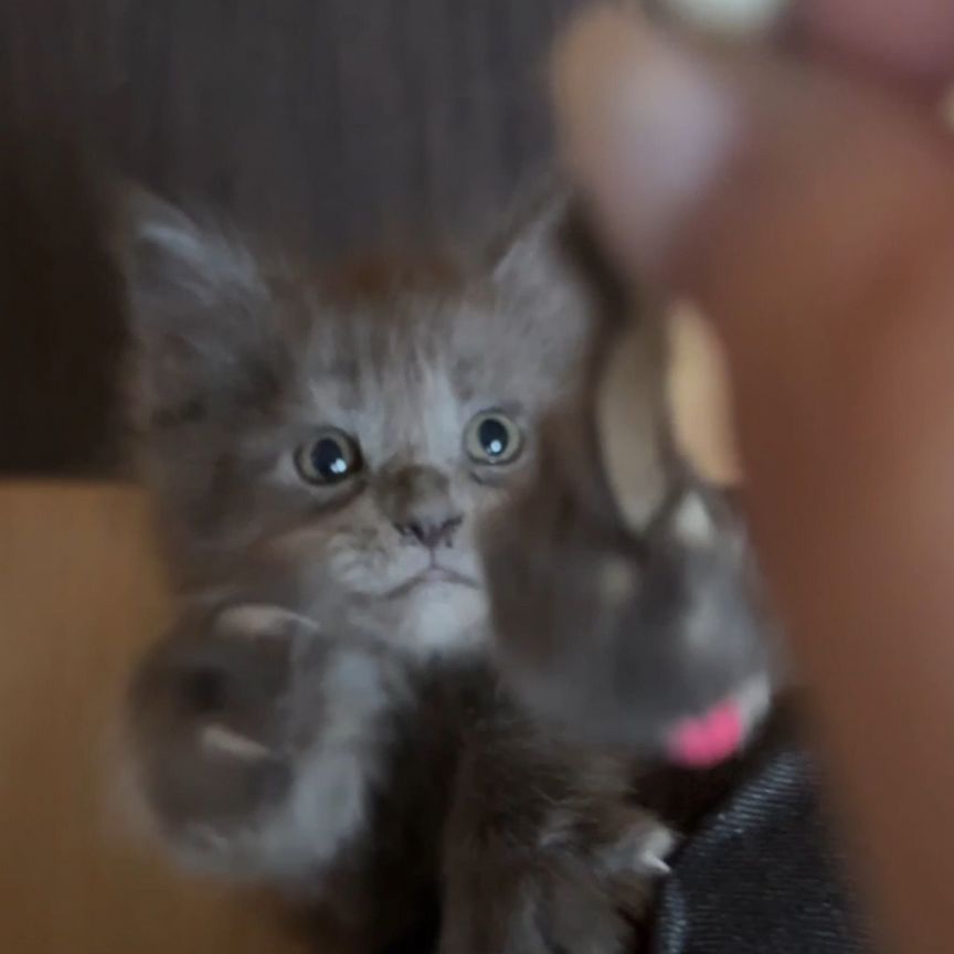Котик 1.5 месяц