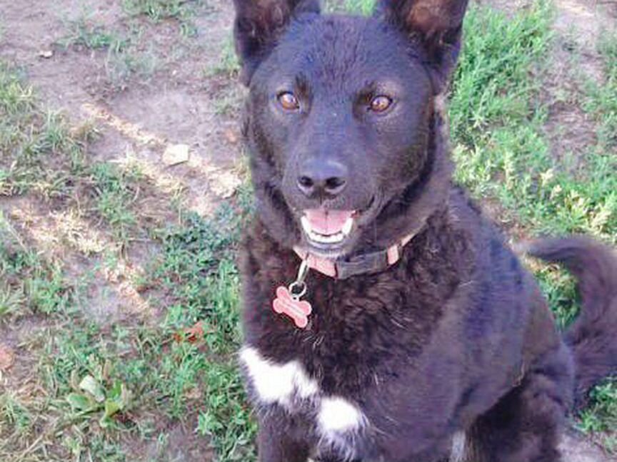 Собака в добрые руки бесплатно ищет дом