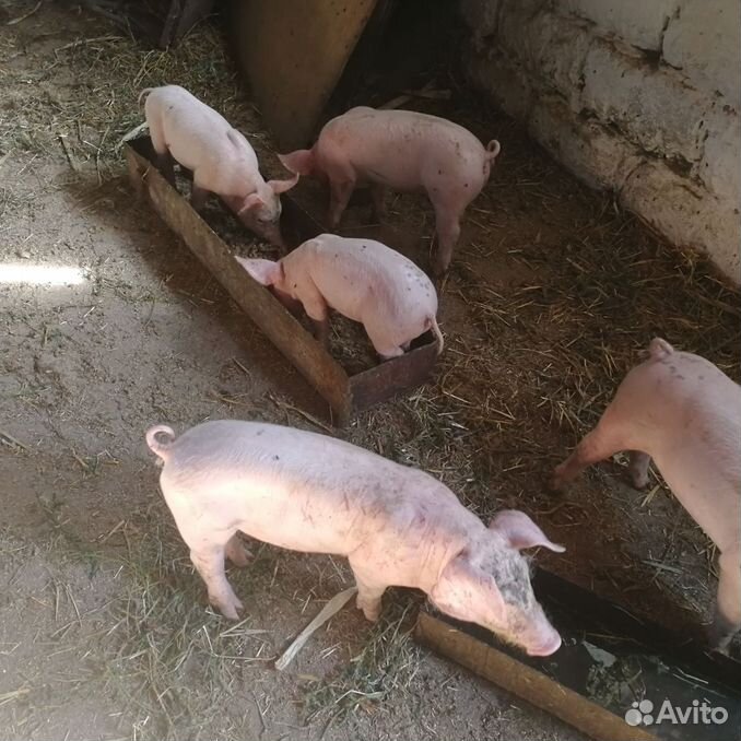 Поросята породы пьетрен
