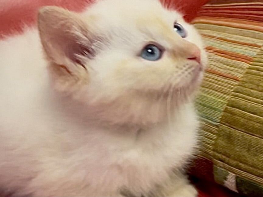 Кошка
