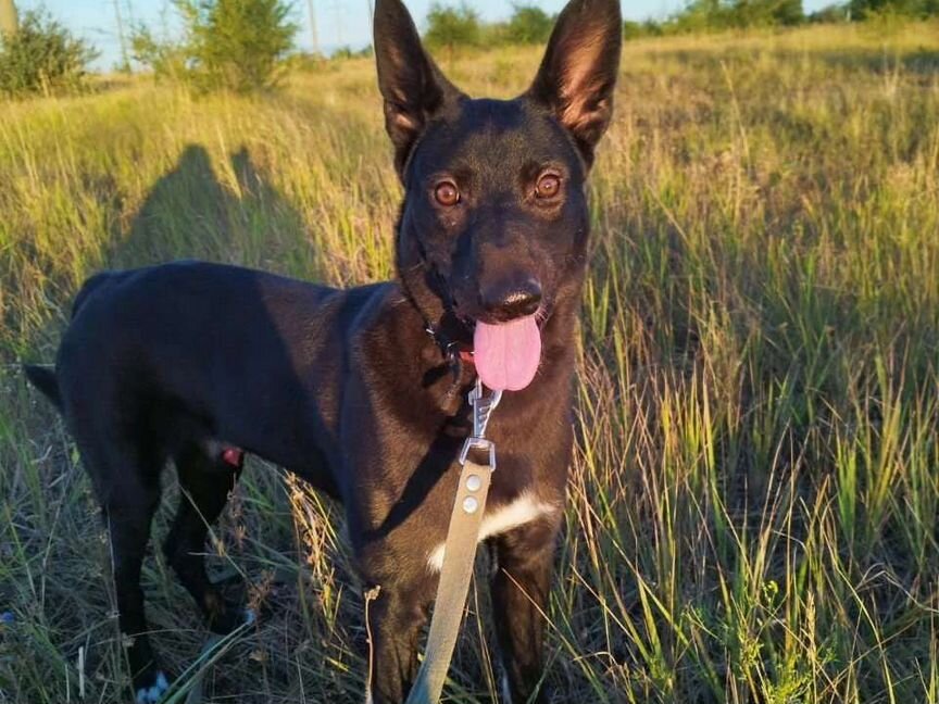 Собака в добрые руки