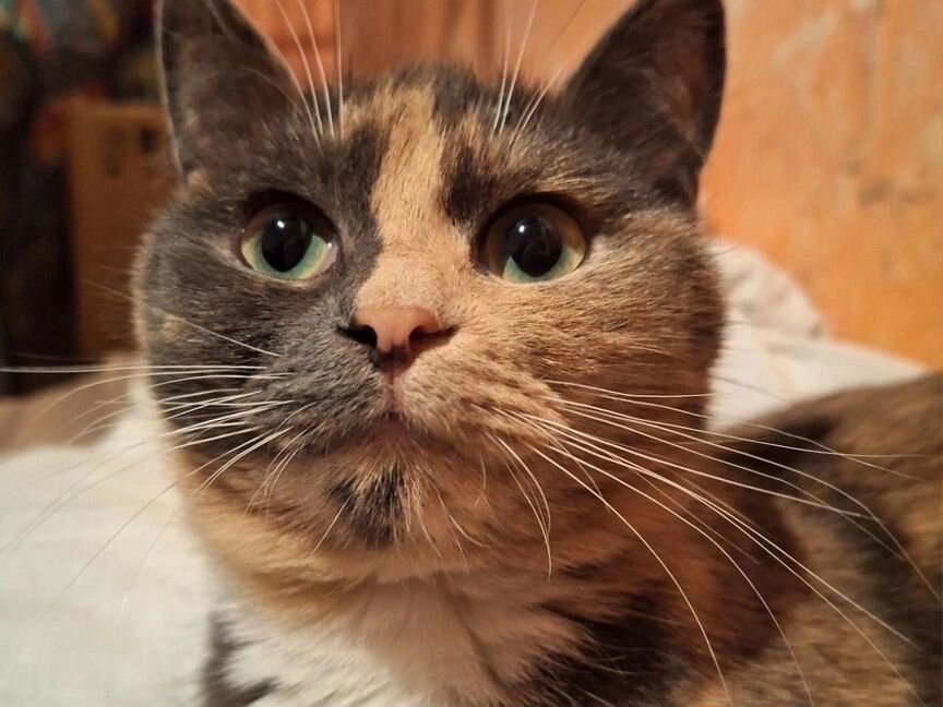 Трехцветная кошка